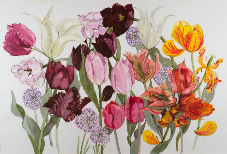 Tulip Varieties | Jennifer Rudd